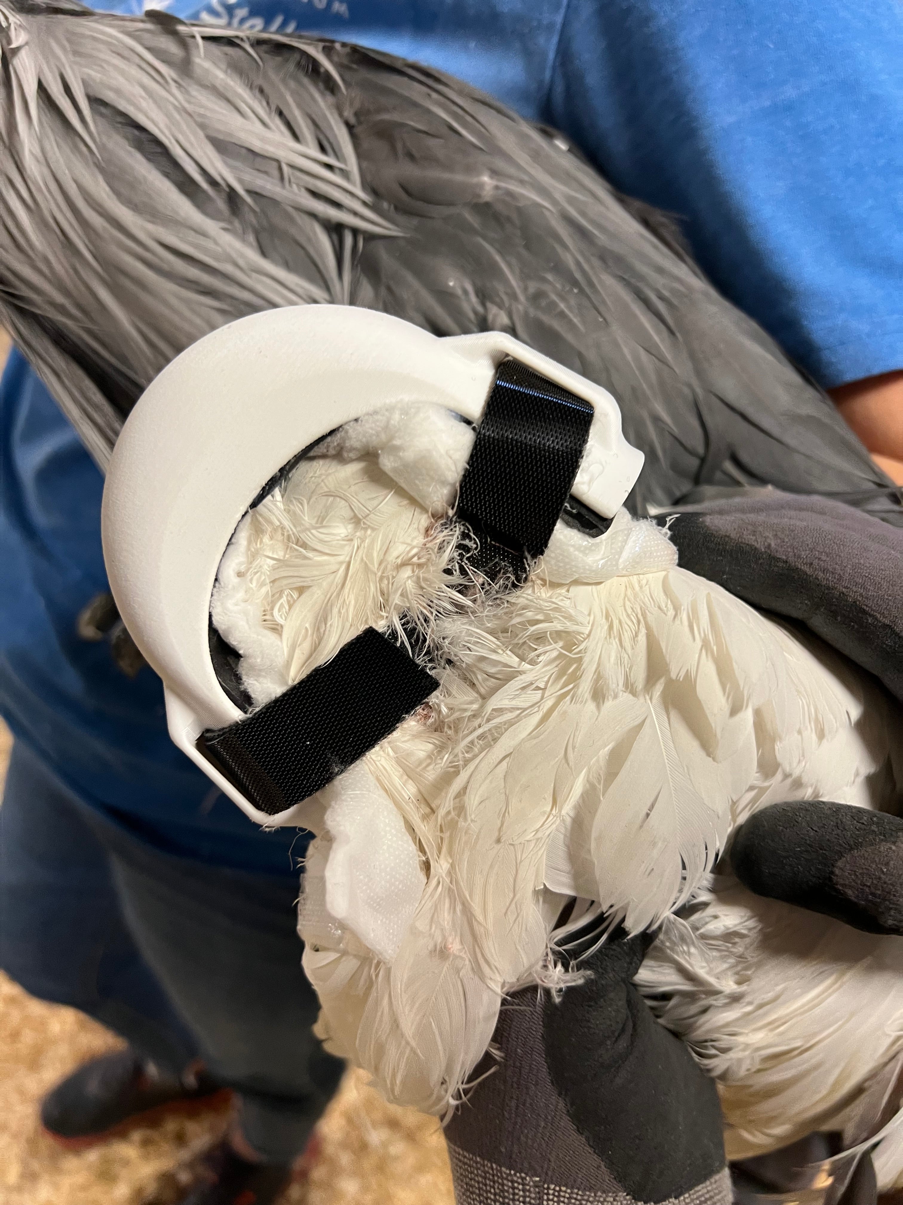 A Crane's Wingman – Zoo Zach's Print Shack